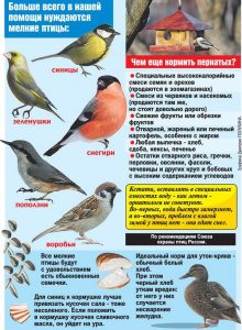 Птицы: картинки для детей